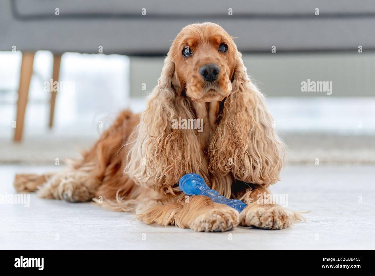 English toy spaniel hi-res stock photography and images - Alamy