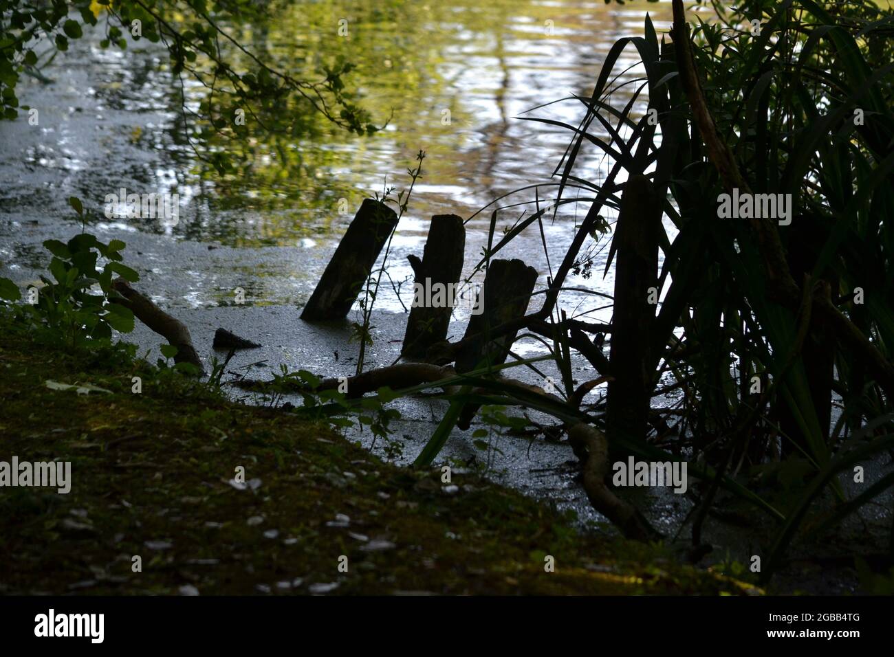 Swampy Area At The Side Of Scarborough Mere - Tree Branches - Tree ...