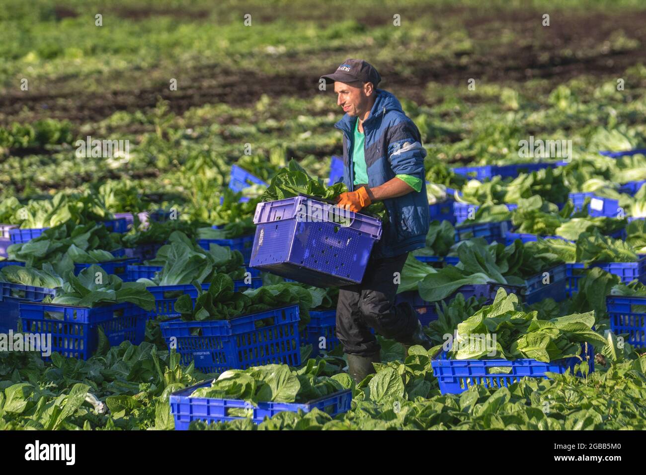 Bulgarian women workers hi-res stock photography and images - Alamy