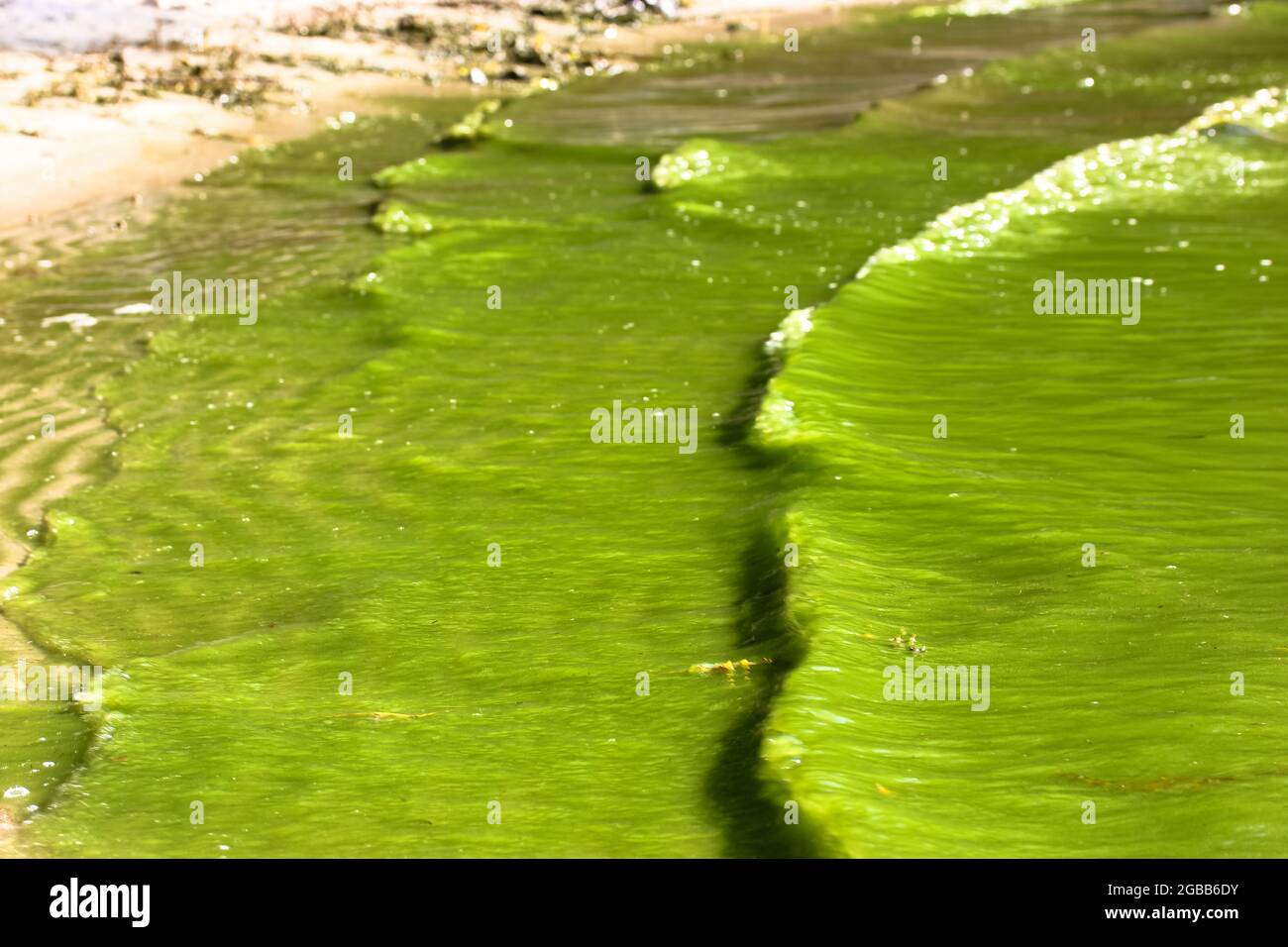 Water blooming, flowering in summer. Clogging of a dirty water. Global ...