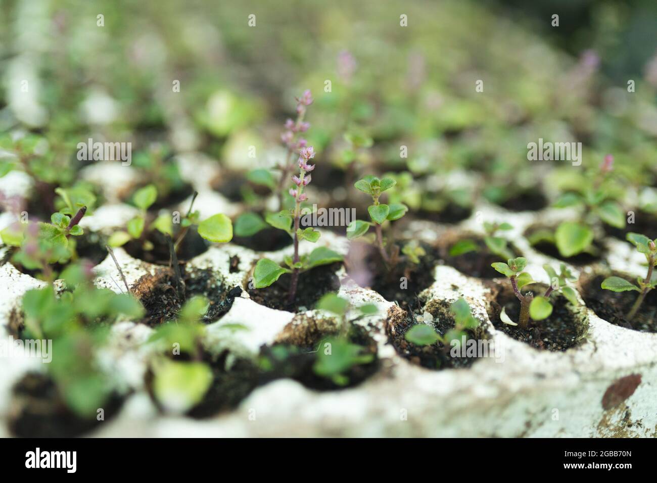 Container garden hi-res stock photography and images - Alamy