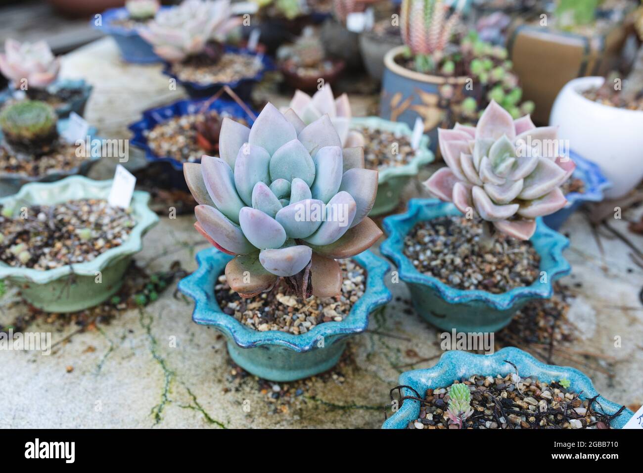 Various floral plants hi-res stock photography and images - Alamy