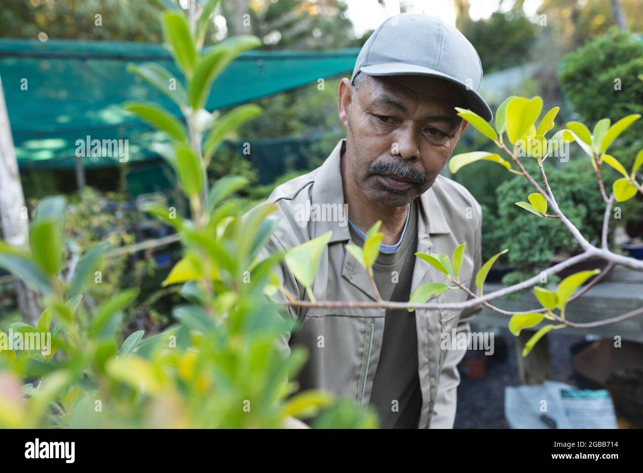 African american male gardener taking care of plants at garden centre ...