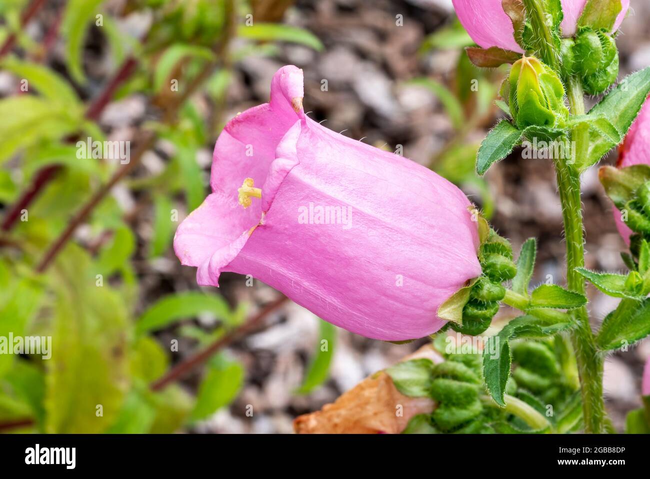 Campanula medium 'Champion Pink' a spring summer flowering plant with ...