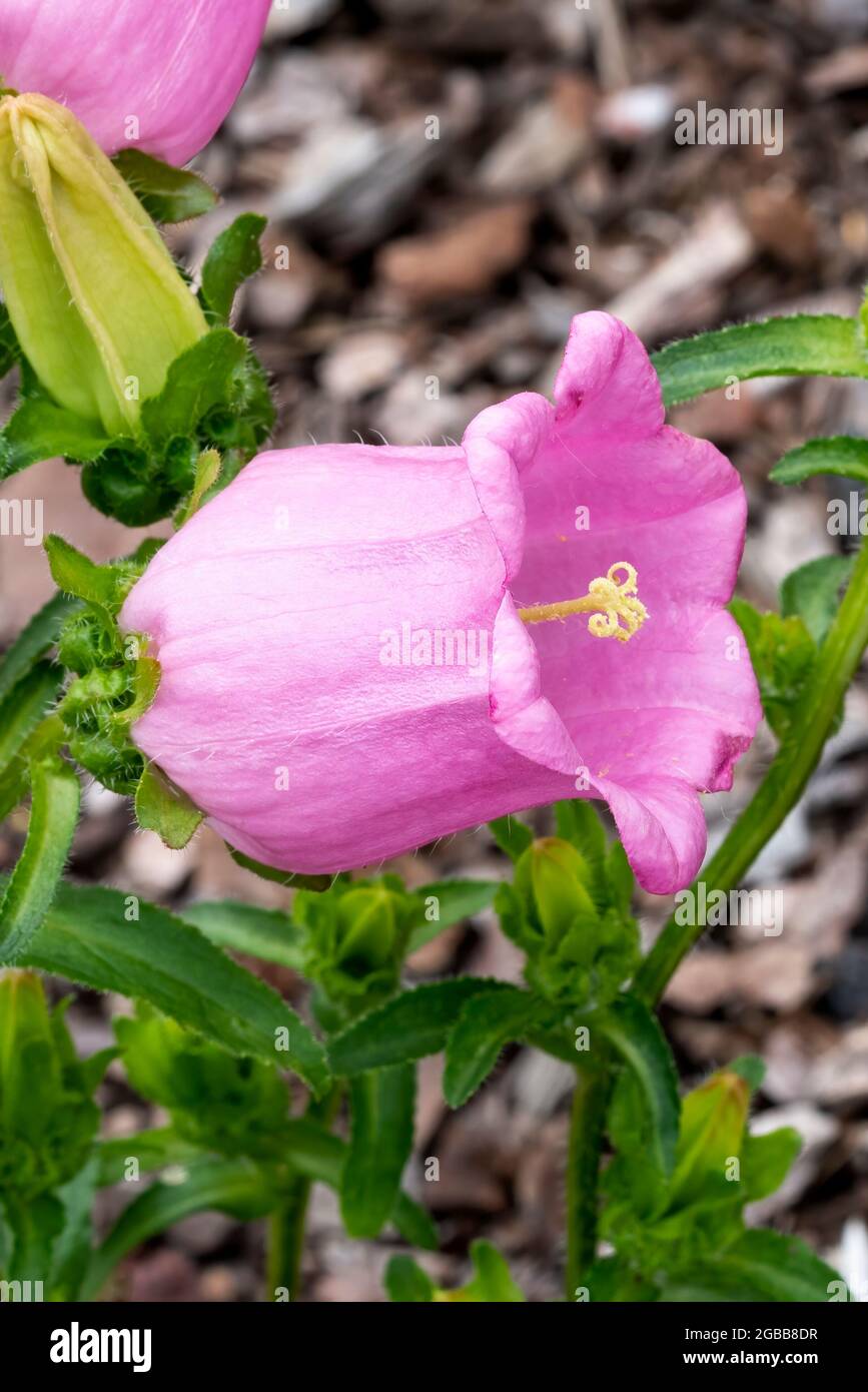 Campanula medium 'Champion Pink' a spring summer flowering plant with ...