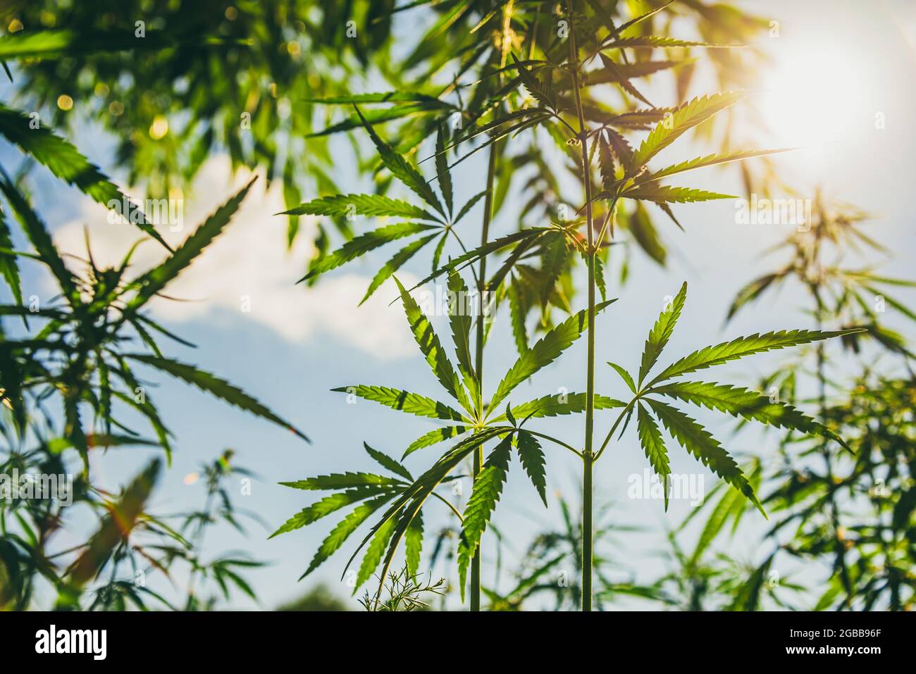 Cannabis bushes hi-res stock photography and images - Alamy
