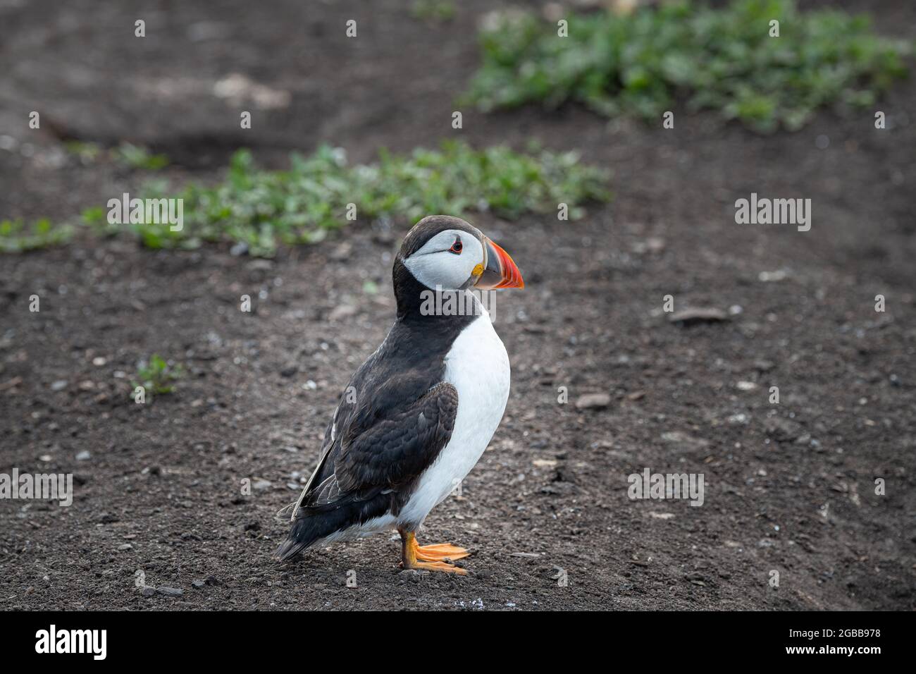 Puffins on the ground on Inner Farne Lsland in the Farne Islands ...