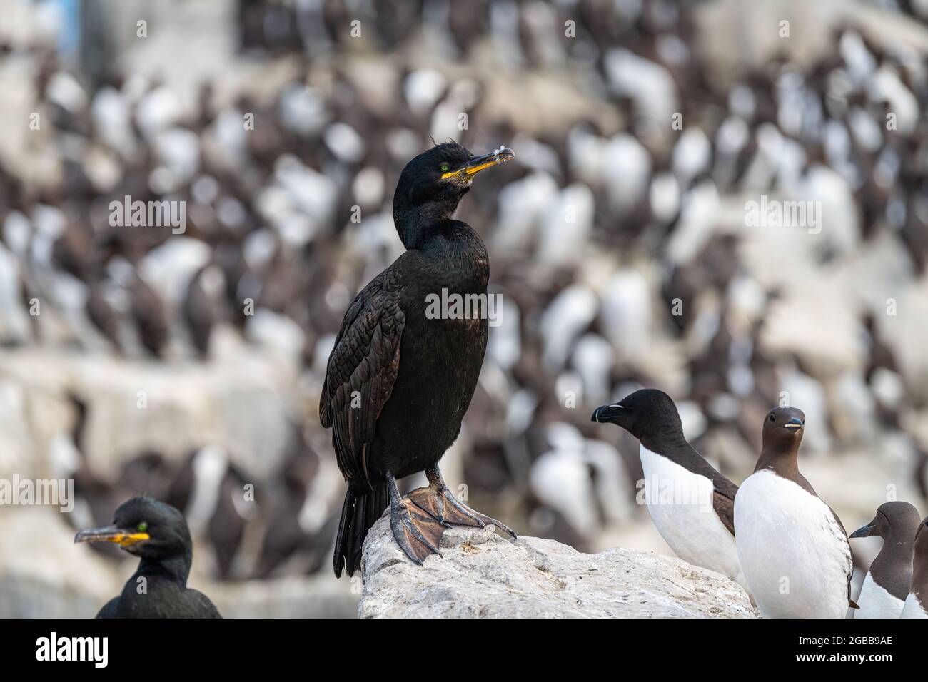 Shag (Phalacrocorax Aristotelis) on the Farne Islands, Northumberland ...