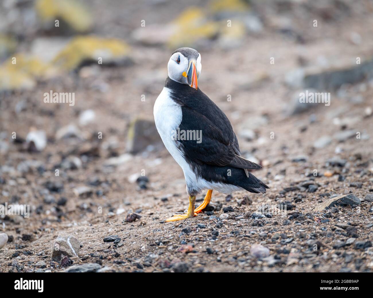 Puffins on the ground on Inner Farne Island in the Farne Islands ...