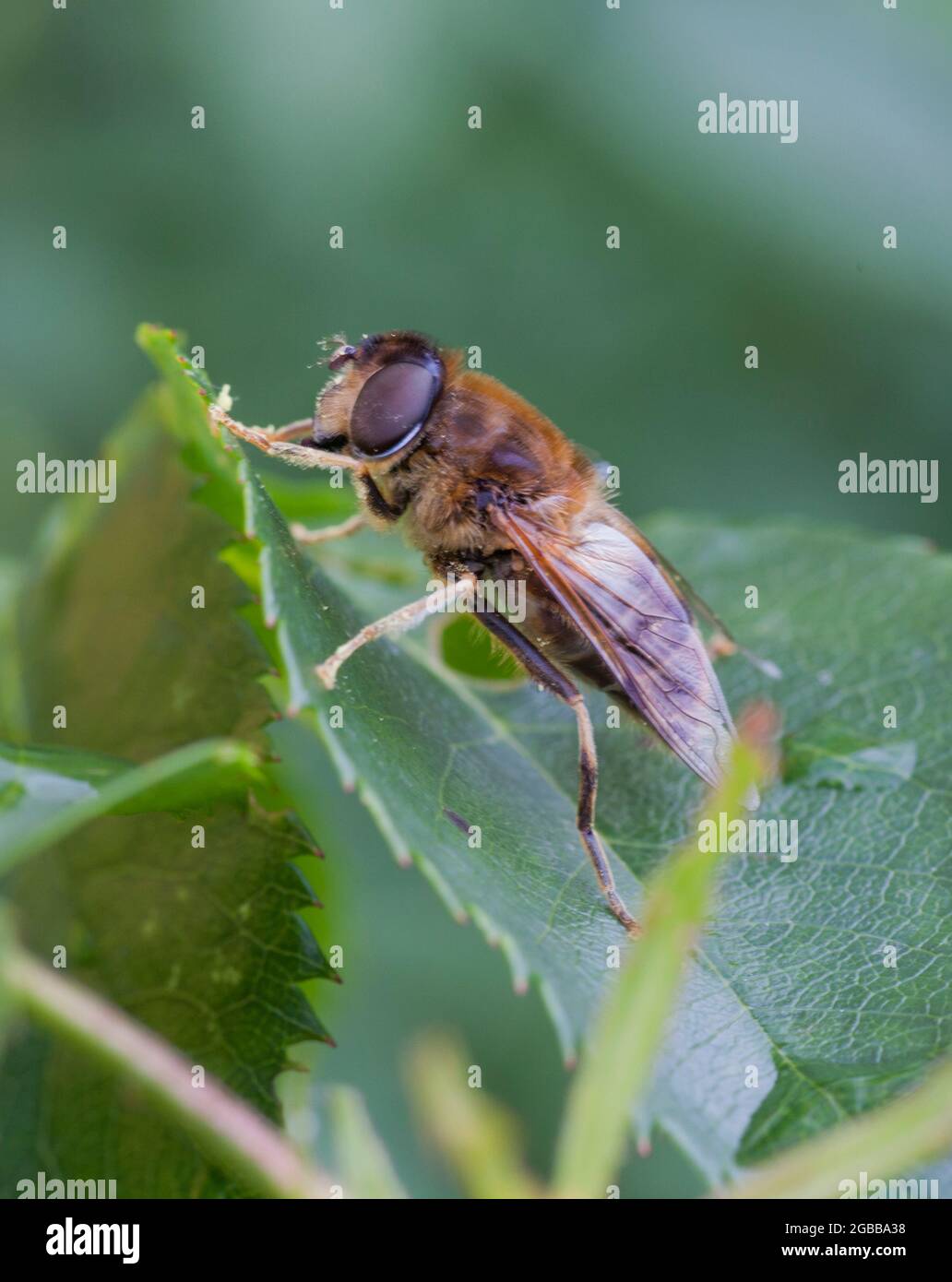 Sheep flies hi-res stock photography and images - Alamy