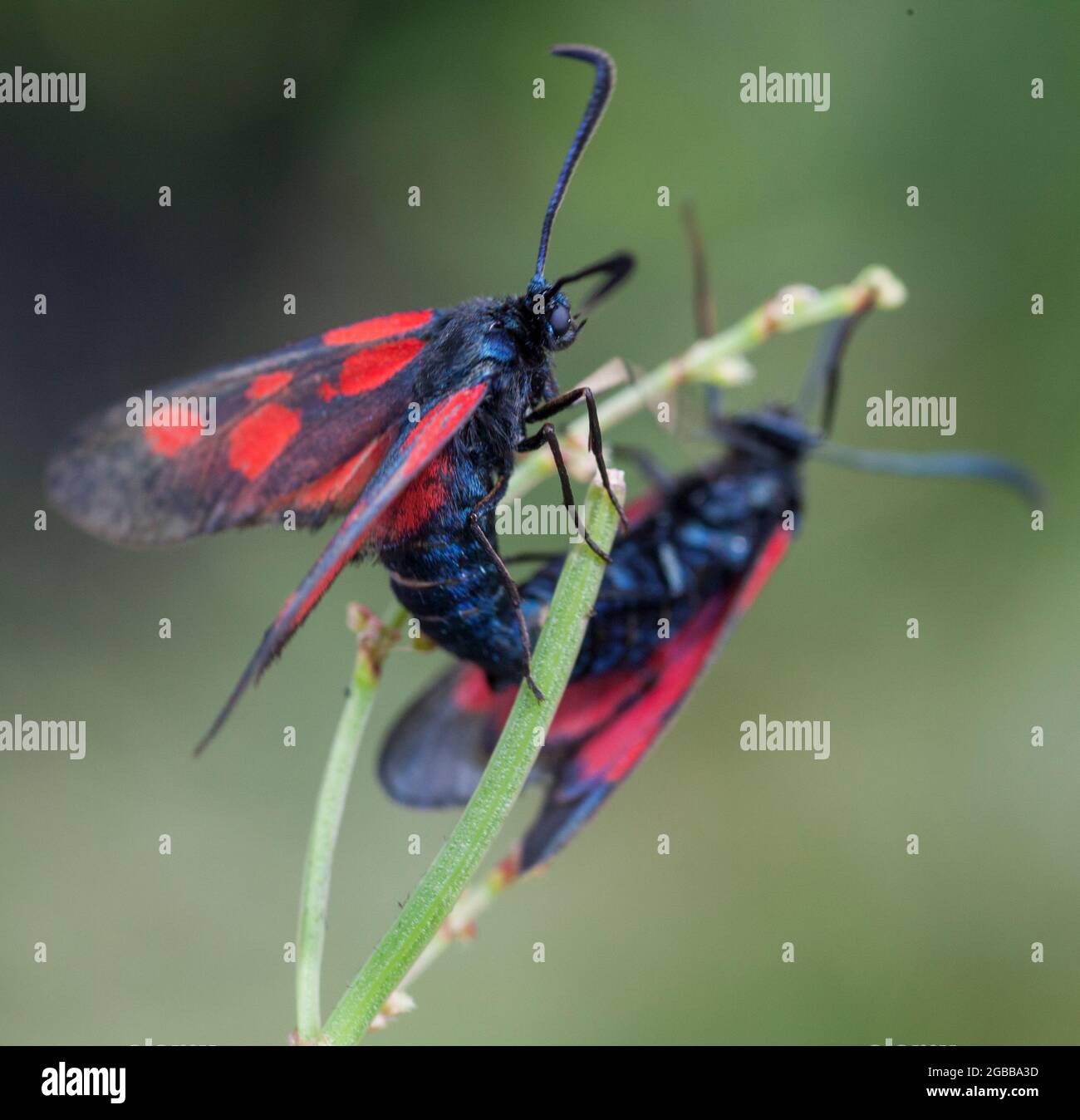 Outdoor moth hi-res stock photography and images - Alamy