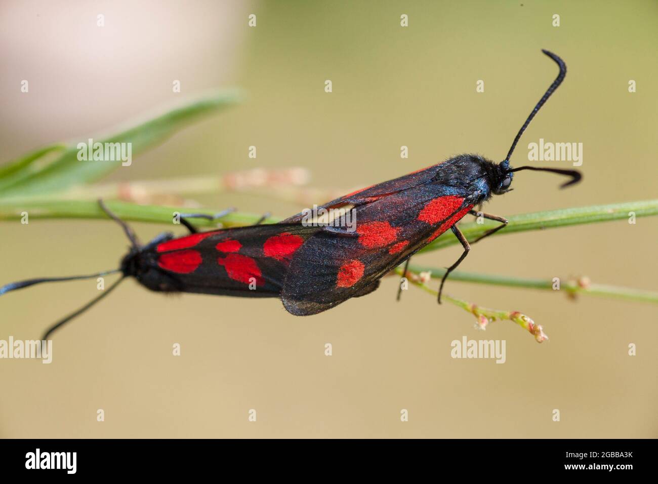 Moth smoky moth hi-res stock photography and images - Alamy