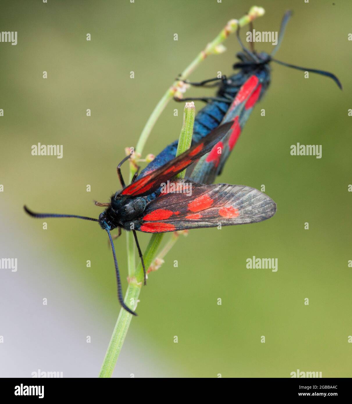 Mating moths hi-res stock photography and images - Alamy