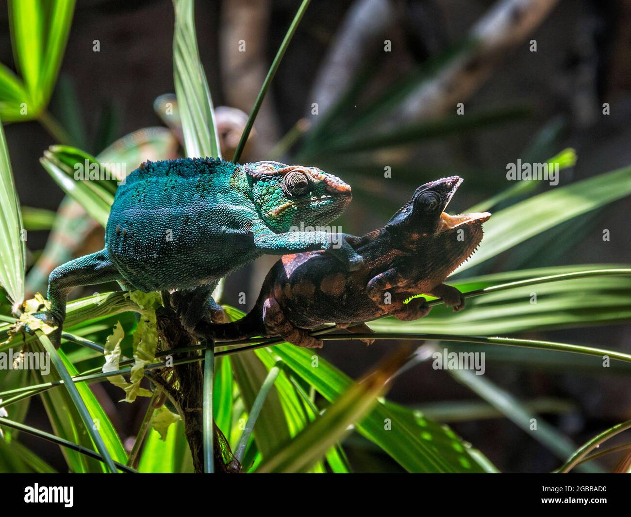 two lizards climbing on each other Stock Photo - Alamy