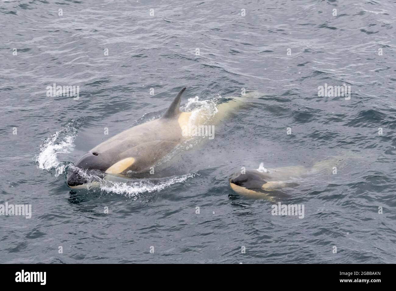 Ecotype Big B killer whales (Orcinus orca), surfacing in the Lemaire ...