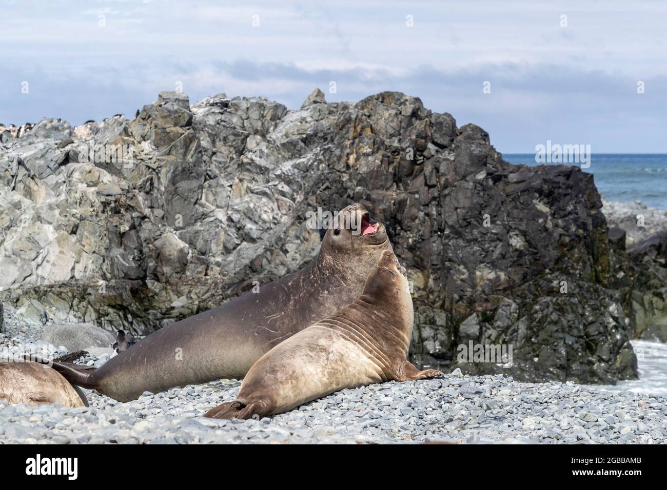 Elephant seals male and female hi-res stock photography and images - Alamy