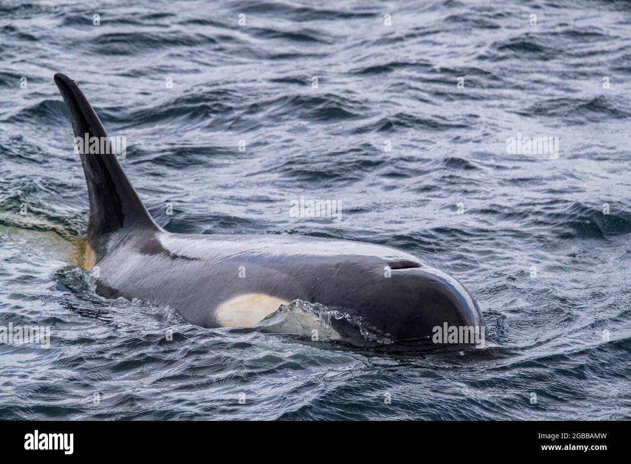 Ecotype Little B killer whale (Orcinus orca), surfacing in the Gerlache ...