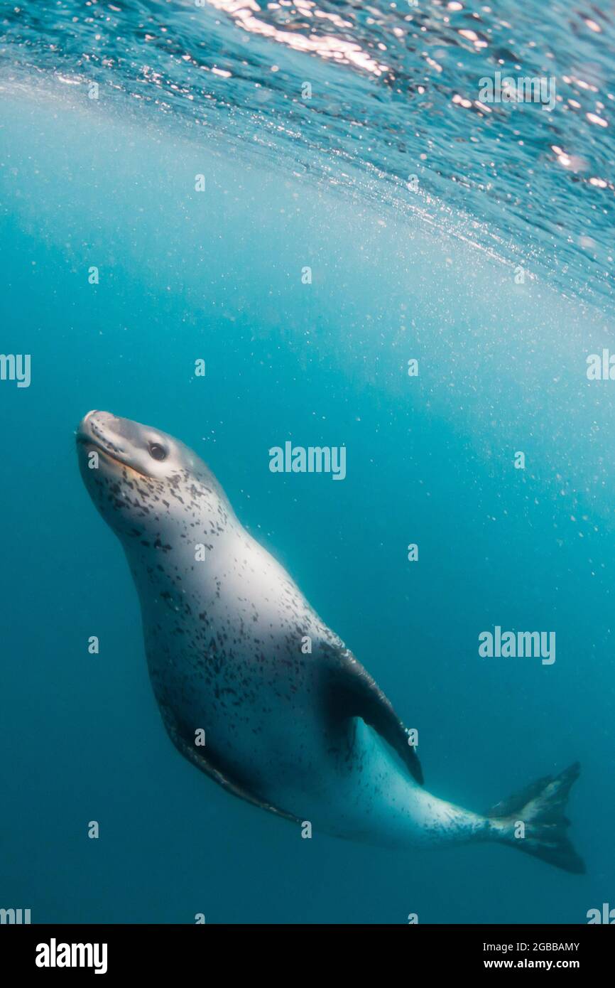 Leopard Seal Underwater