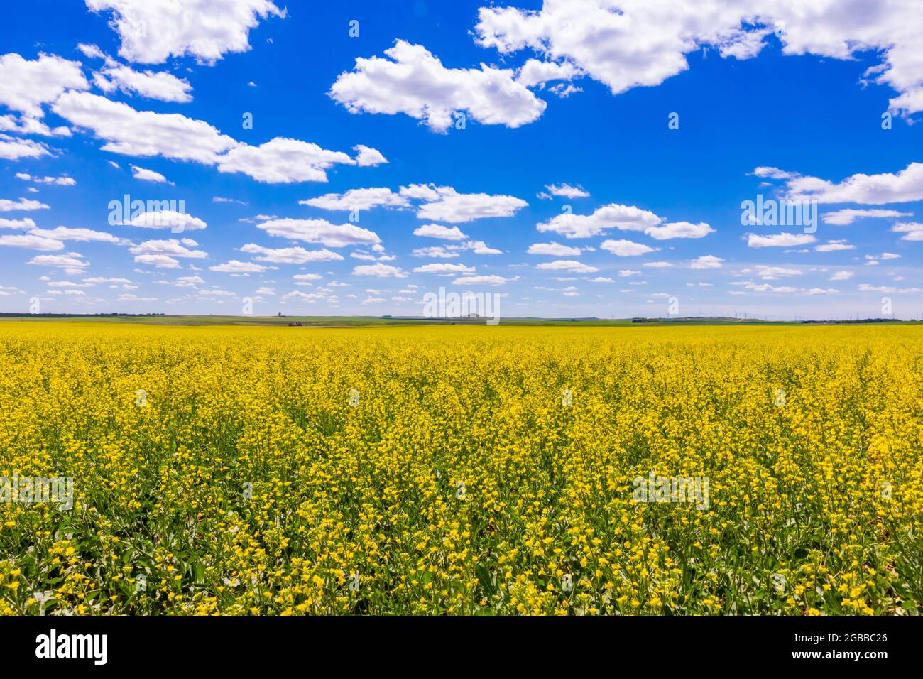 Rolling field of yellow flowers under a blue sky and fluffy clouds ...