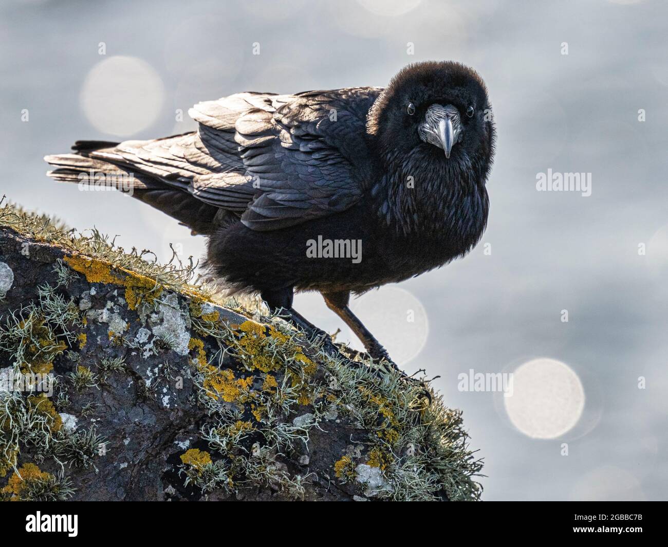 Raven foreground hi-res stock photography and images - Alamy