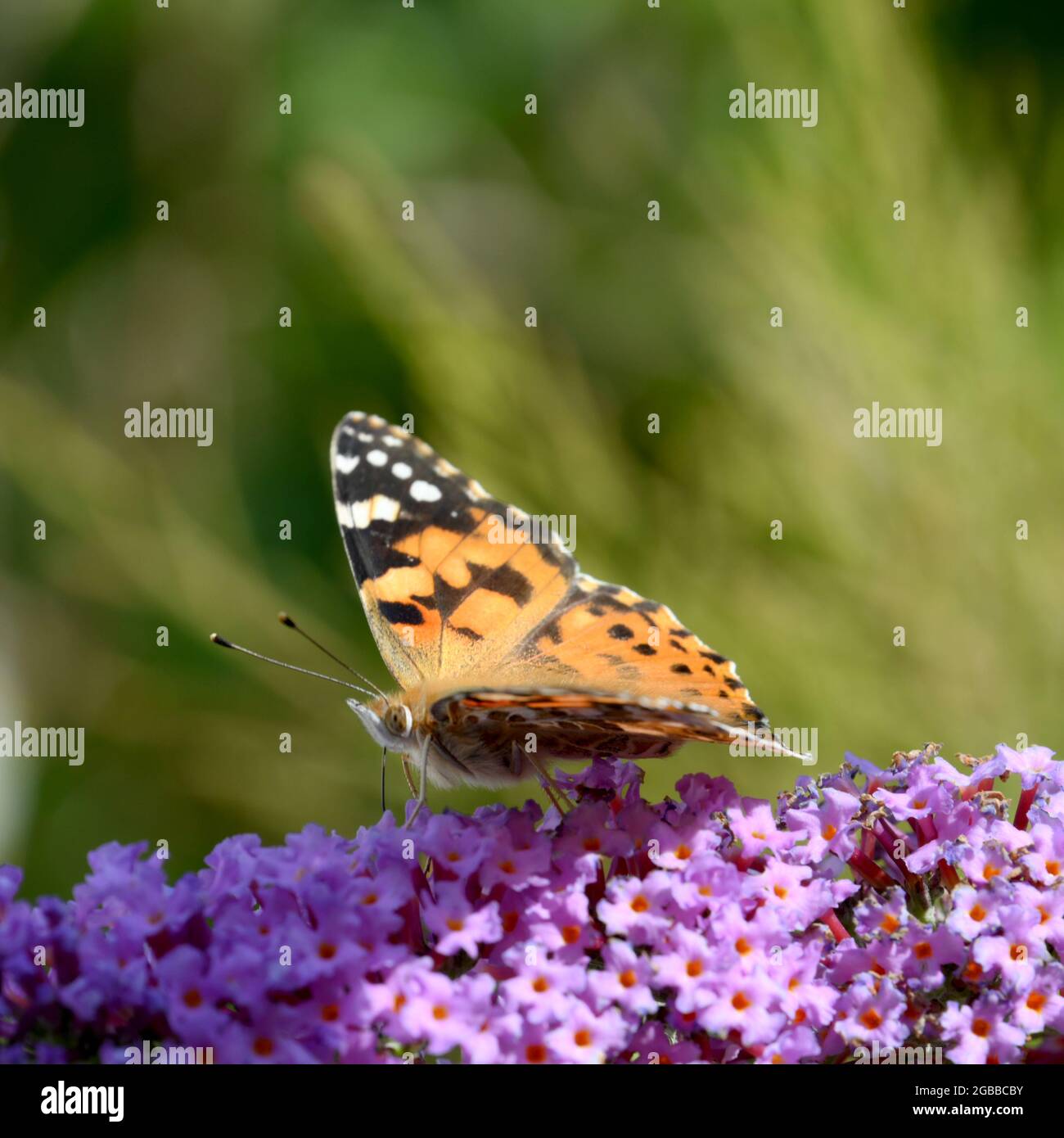 Side view showing underside of wings hi-res stock photography and ...