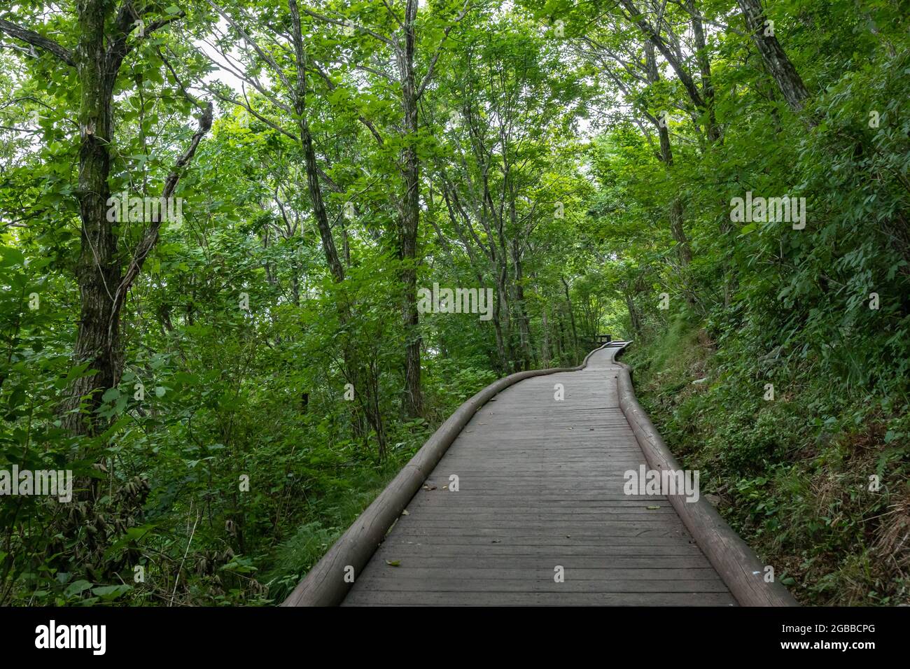 wood decked walkway on a lush forest Stock Photo - Alamy