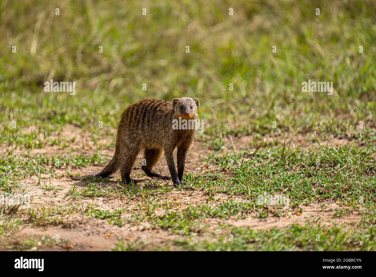 A mongoose (Herpestidae), in the Maasai Mara National Reserve, Kenya ...