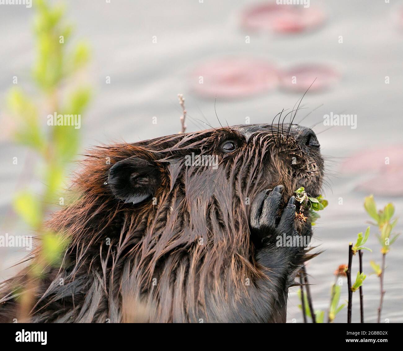 Beaver smart animal hi-res stock photography and images - Alamy