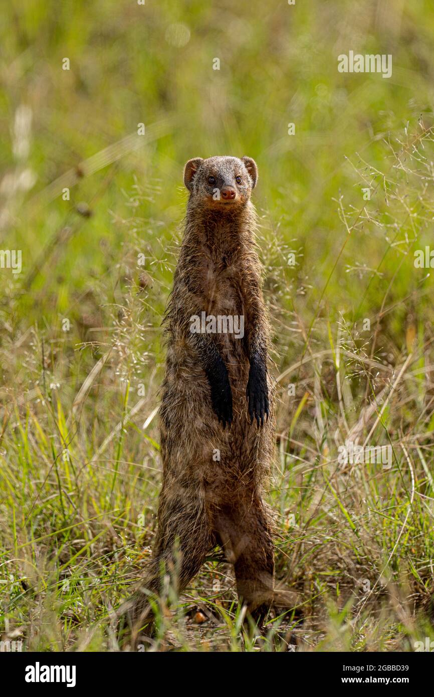 A mongoose (Herpestidae), in the Maasai Mara National Reserve, Kenya ...