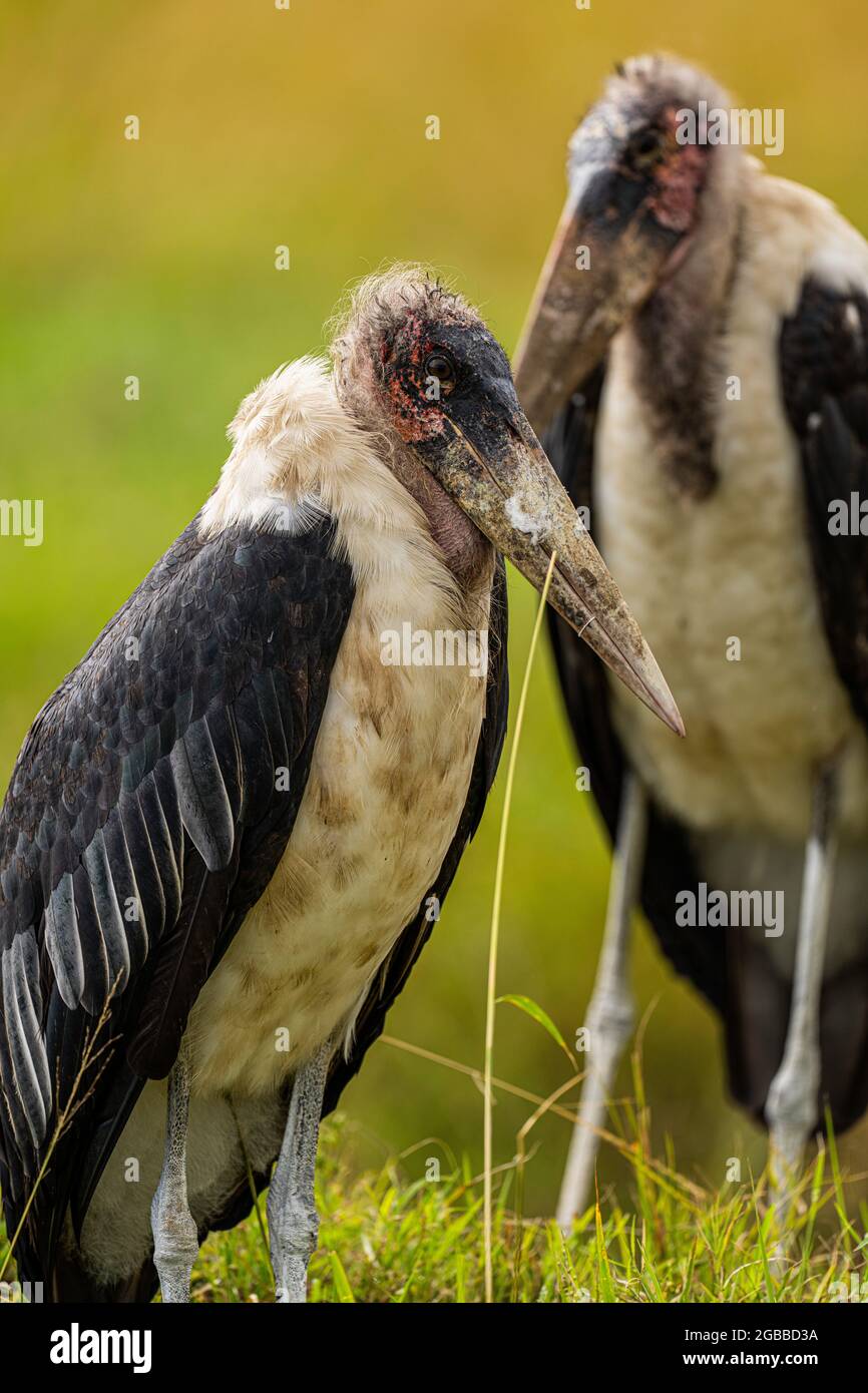 Two Marabou Storks (Leptoptilos crumenifer), in the Maasai Mara ...