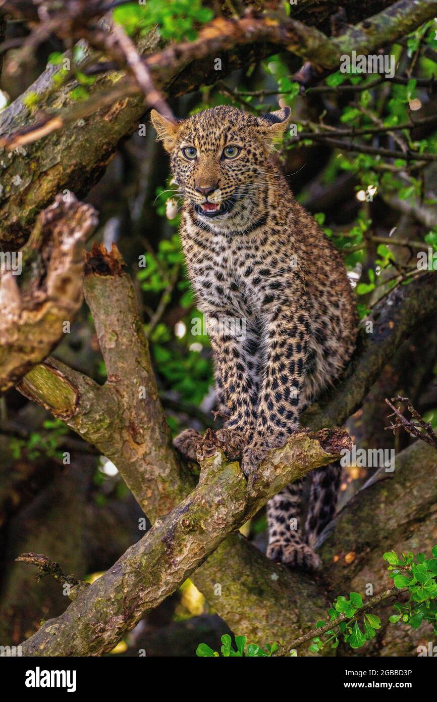 A Leopard (Panthera pardus) sitting in a tree in the Maasai Mara ...
