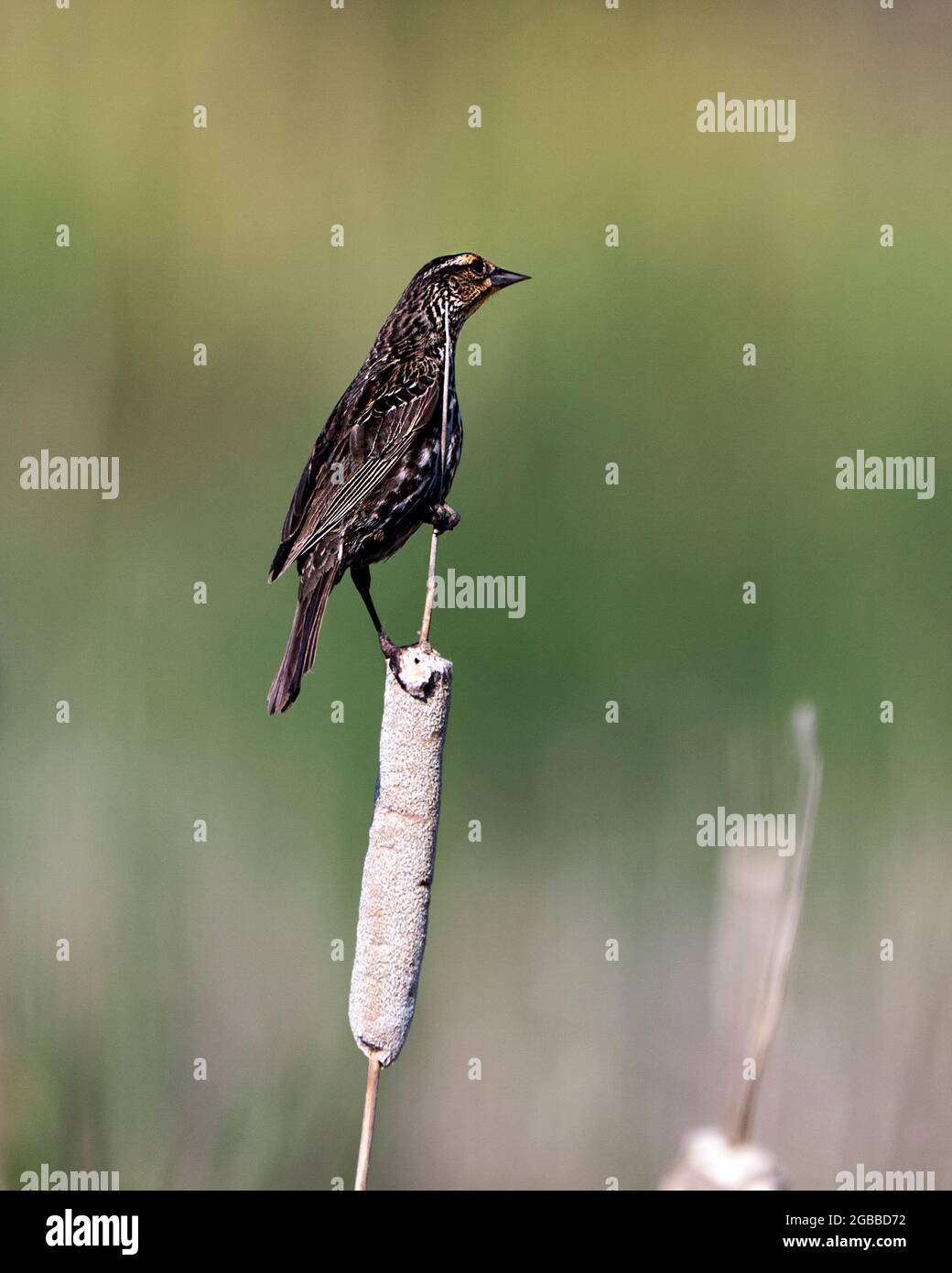 Red Winged Black Bird female perched on a cattail with blur background ...