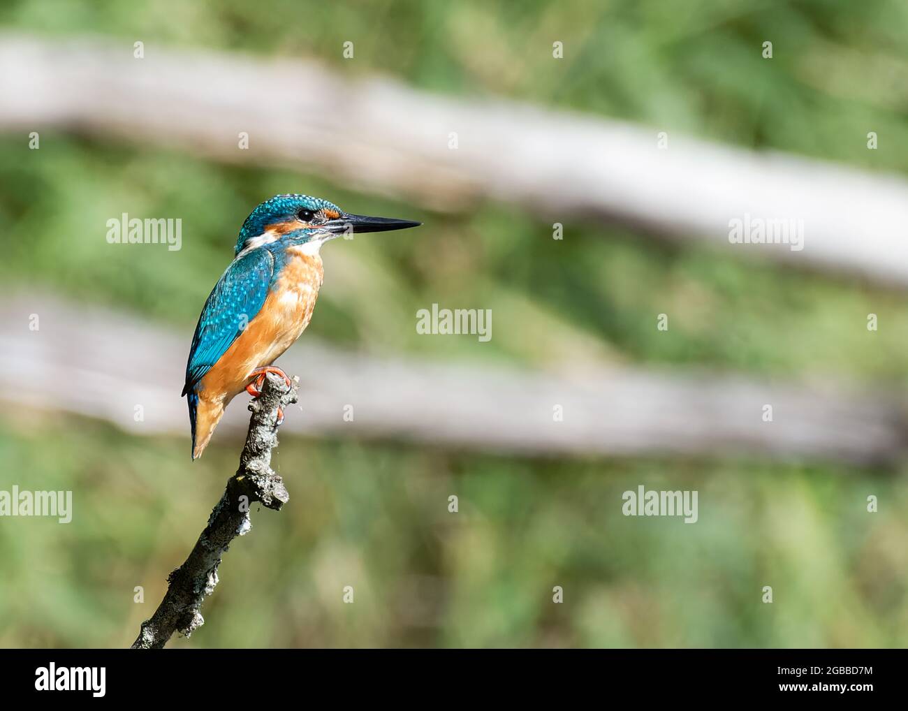Kingfisher at rest hi-res stock photography and images - Alamy