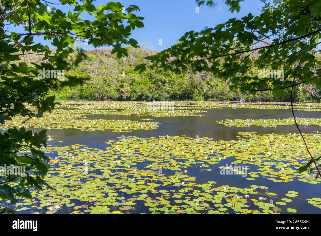 Bosherton Lily Ponds, Pembrokeshire Coast, Wales, United Kingdom ...
