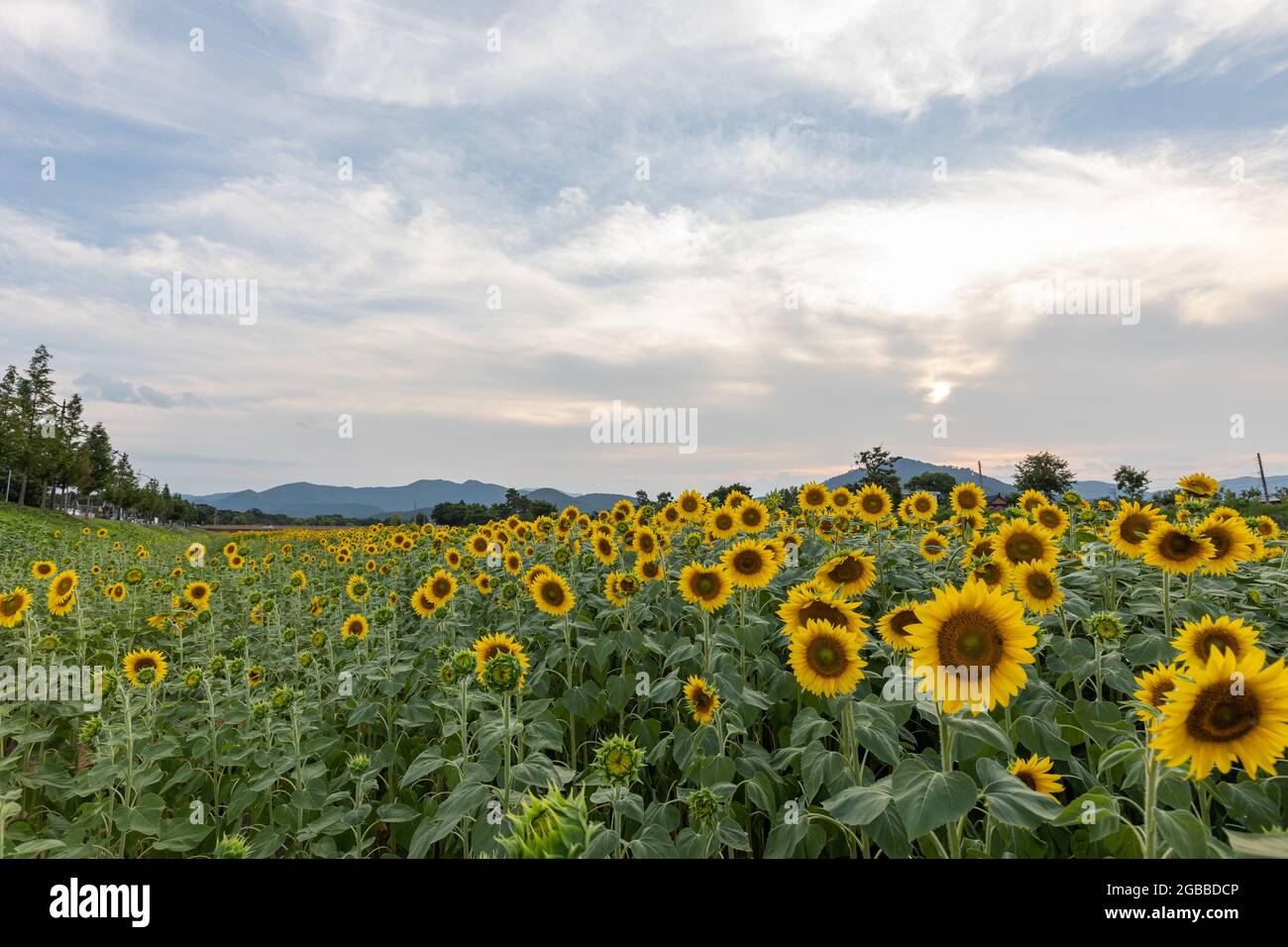 beautiful sunflower field in Gyeongju, Korea Stock Photo - Alamy