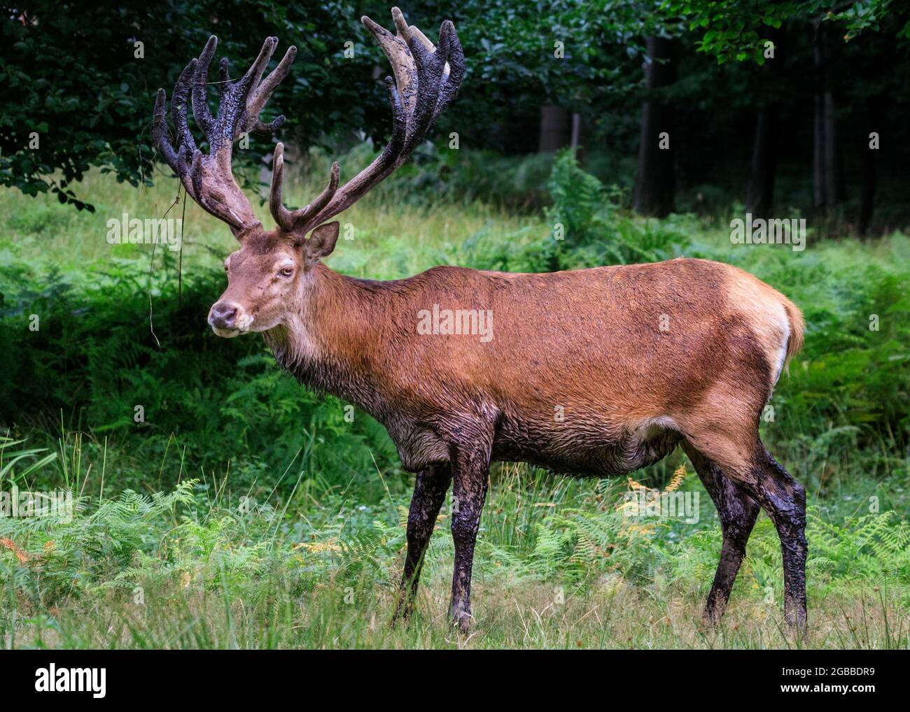 Red deer stag (cervus elaphus), tall adult animal standing in fern and ...