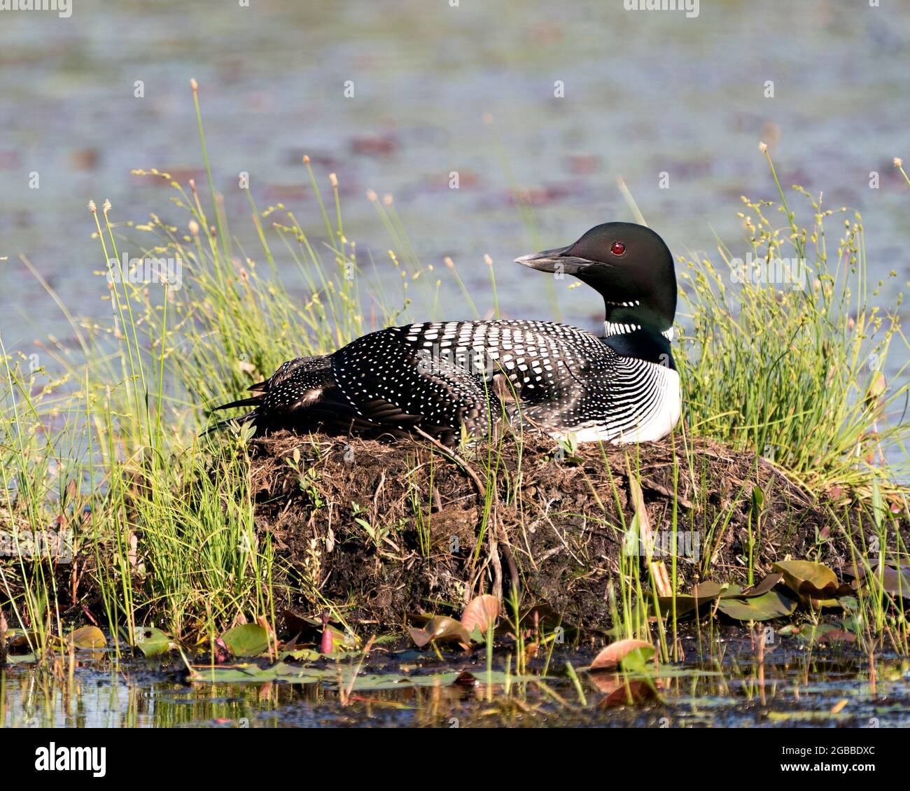 Common Loon with one day baby chick under her feather wings on the nest ...