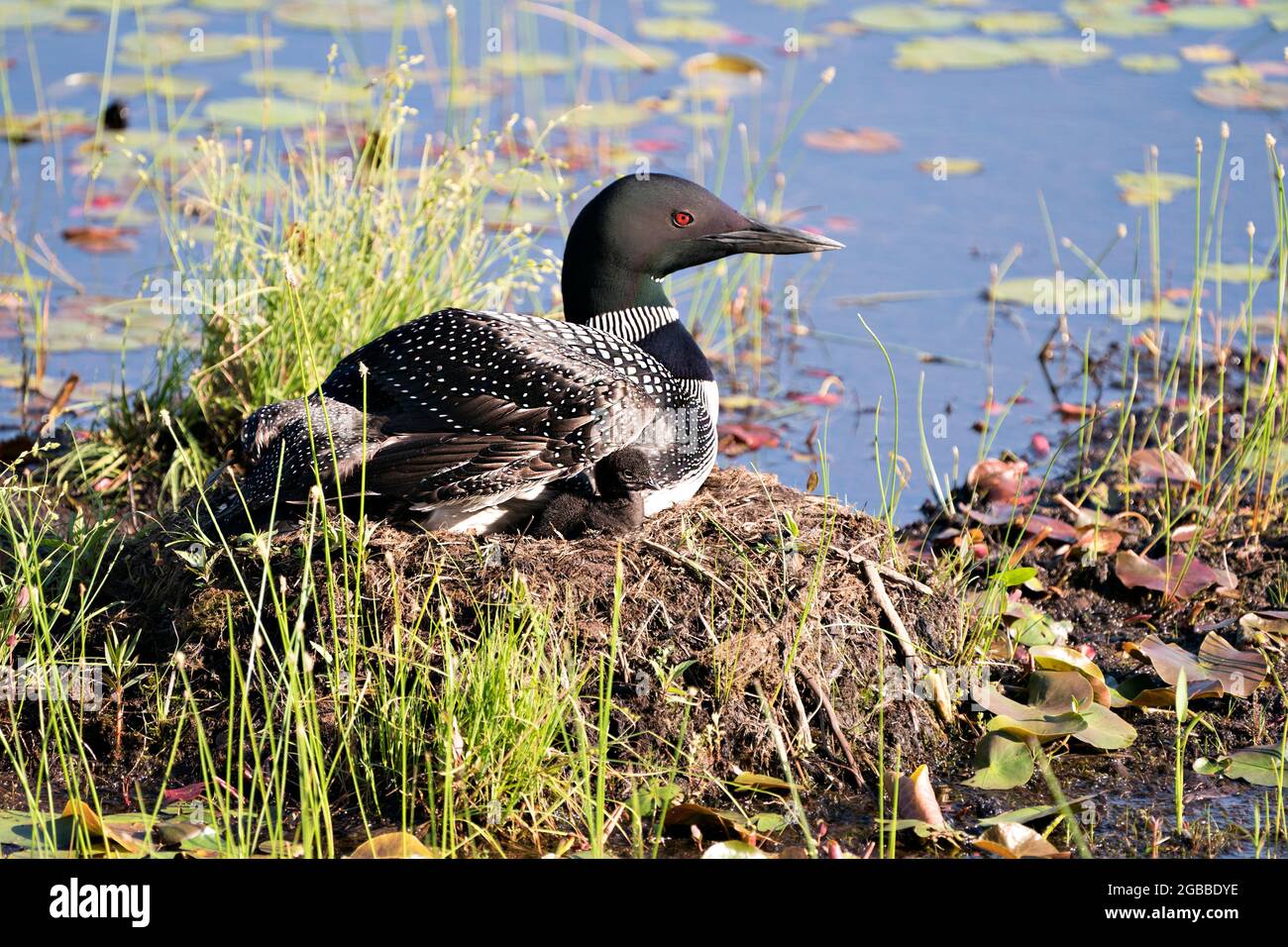 Common Loon with one day baby chick under her feather wings on the nest ...