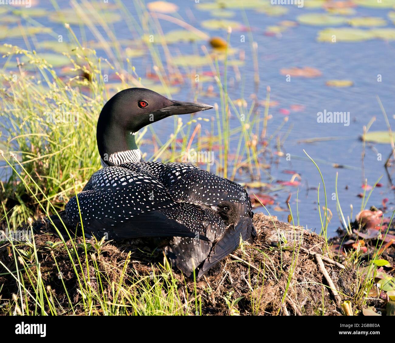 Common Loon with one day baby chick under her feather wings on the nest ...