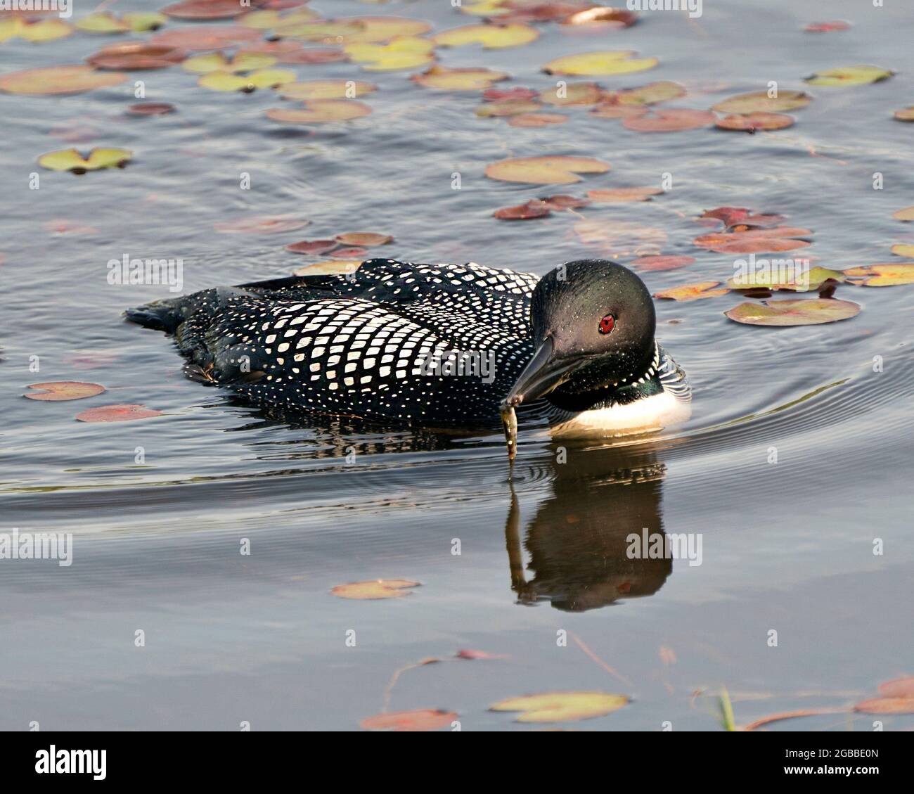 Common Loon swimming with a minnow in its beak with water lily pads ...