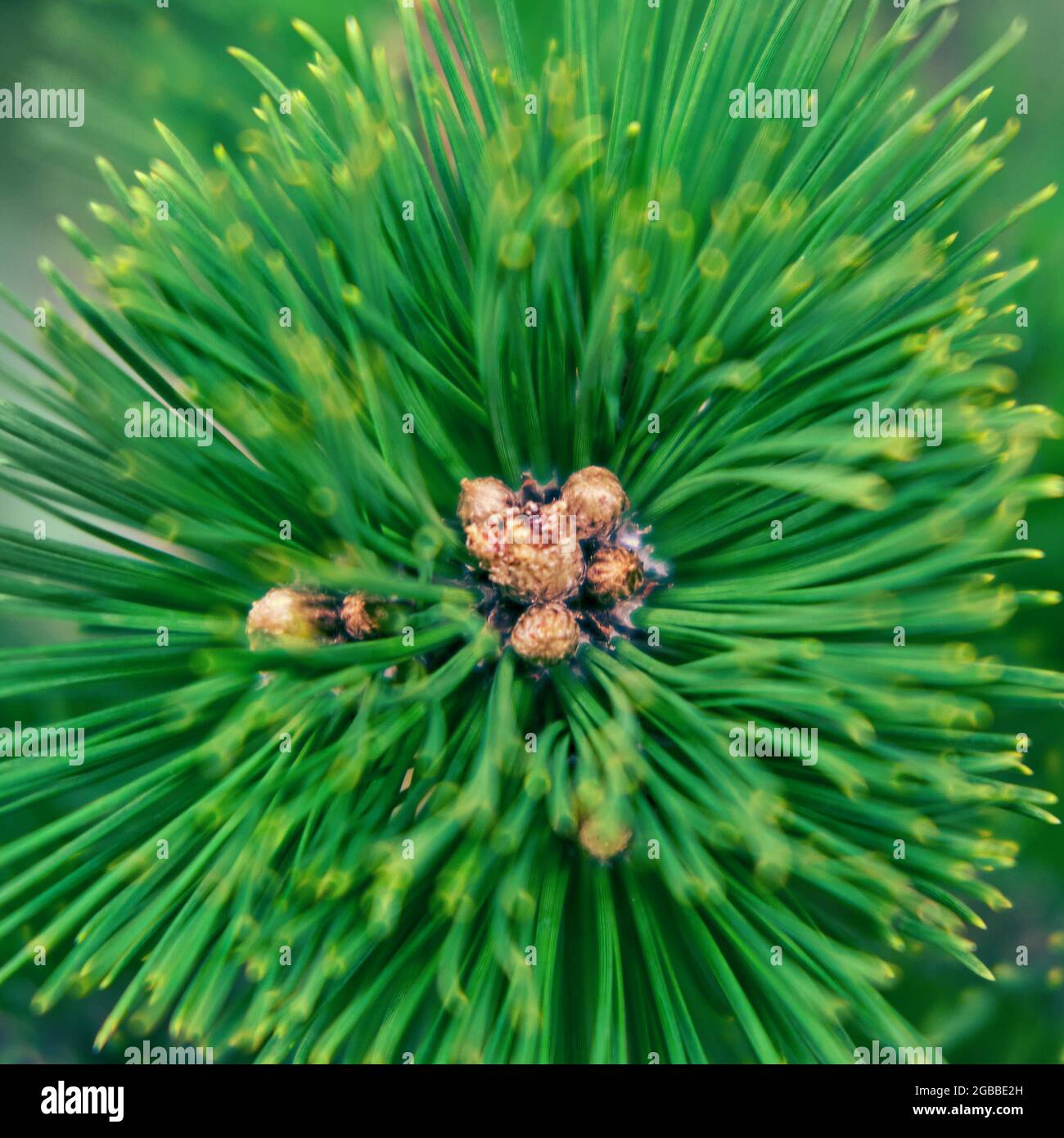 Christmas tree green needles background, texture closeup Stock Photo ...