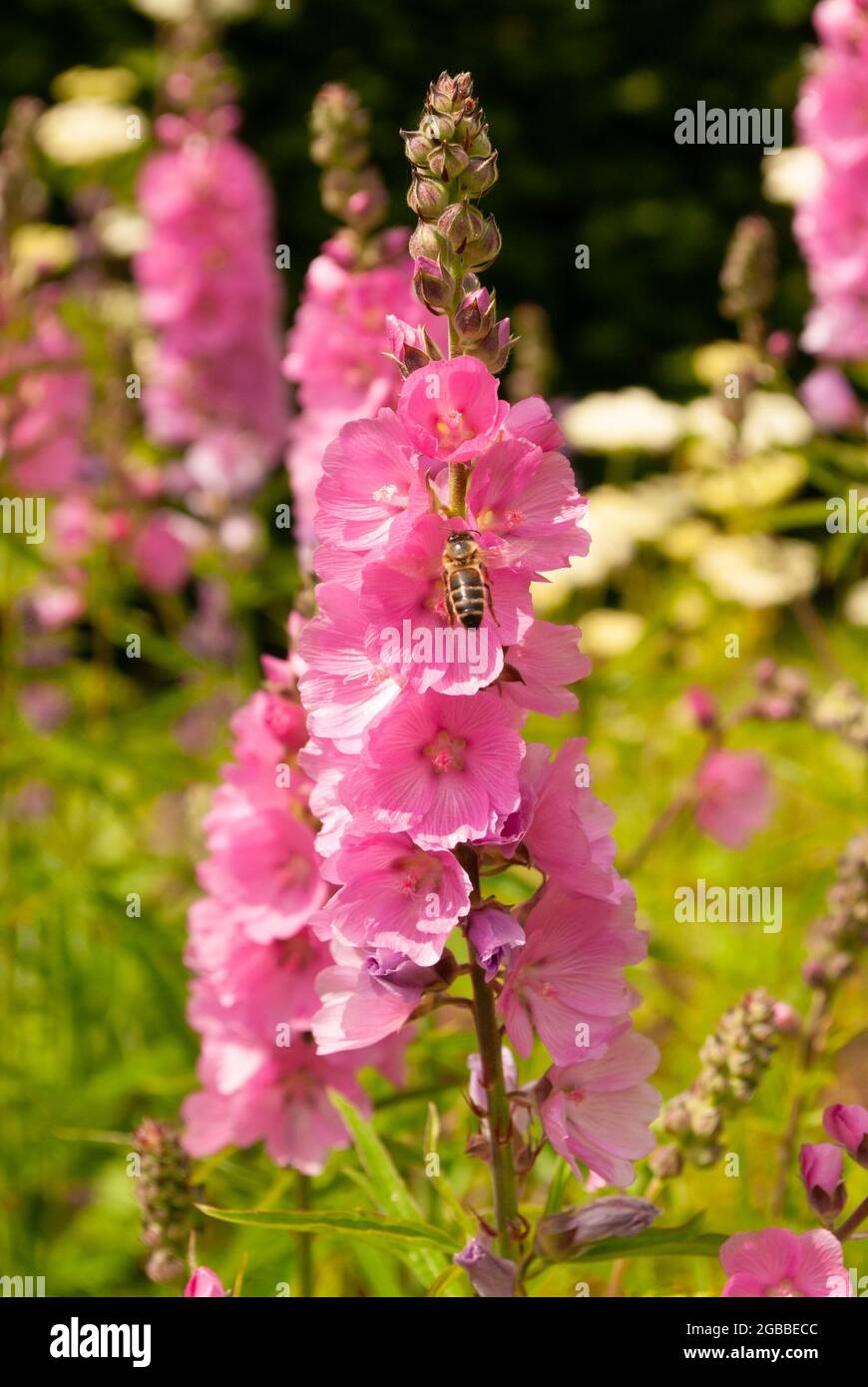 Pink cottage garden flowers Sidalcea or prairie mallow on tall narrow ...