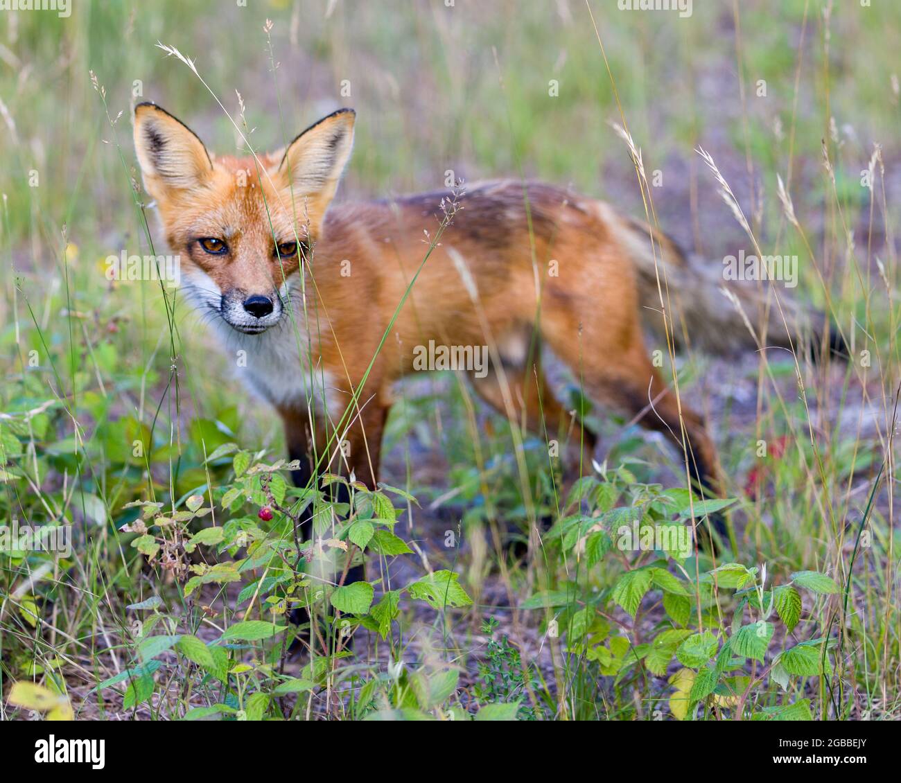 Red fox foraging in the field with raspberries foliage and blur ...