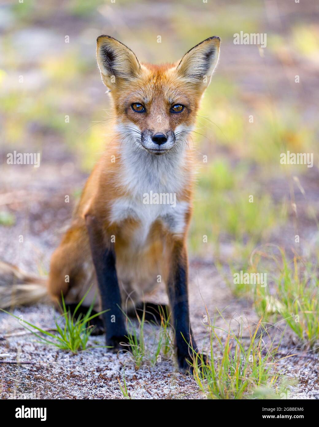 Fox sitting hi-res stock photography and images - Alamy