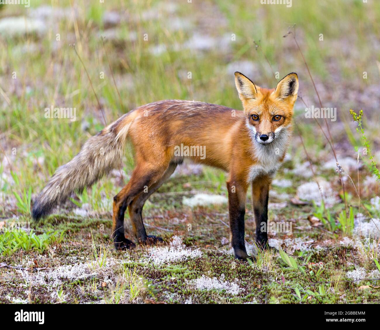 Red fox side view looking at camera with a blur foliage background with ...