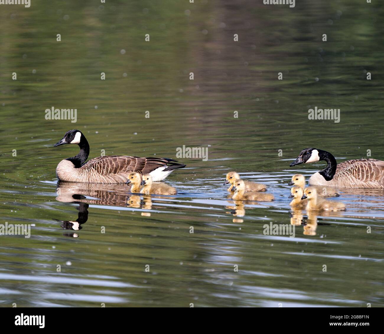 Canadian Geese with their gosling babies swimming and displaying their ...