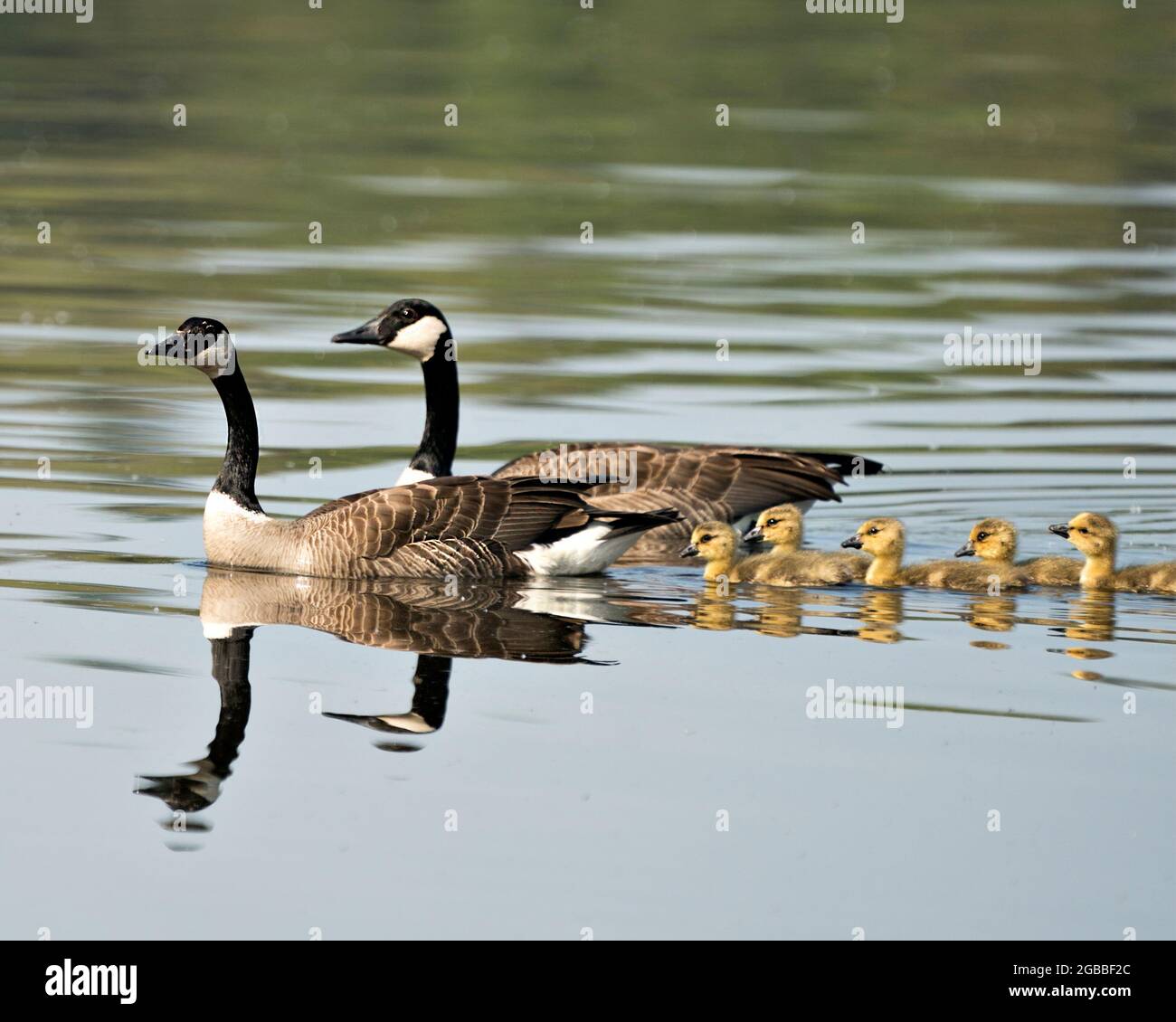 Canadian Geese with their gosling babies swimming and displaying their ...