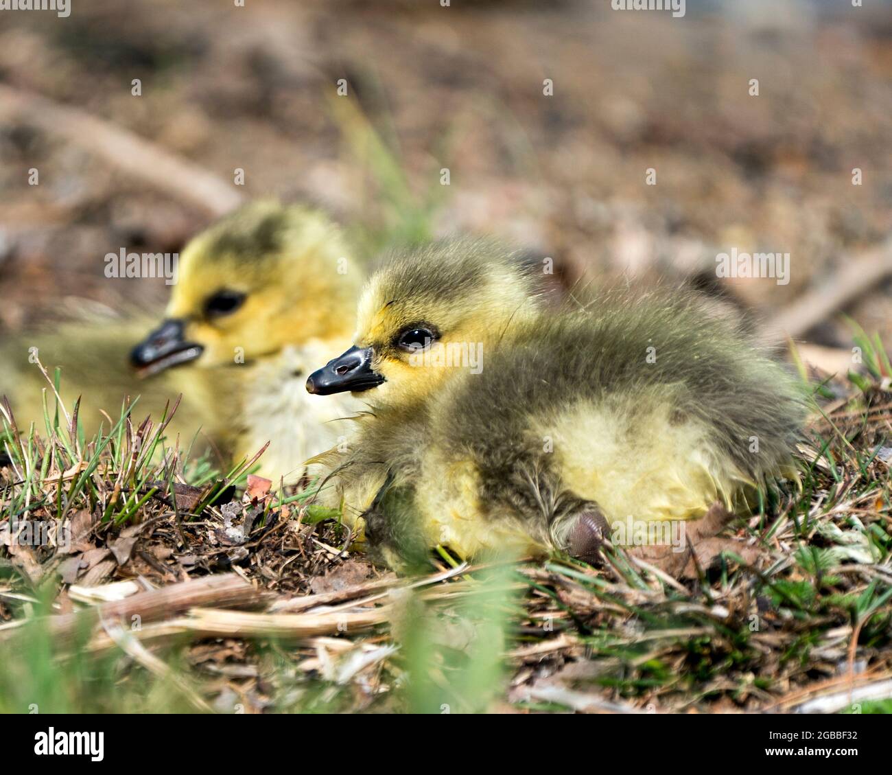Canadian babies gosling close-up profile view resting on grass in their ...