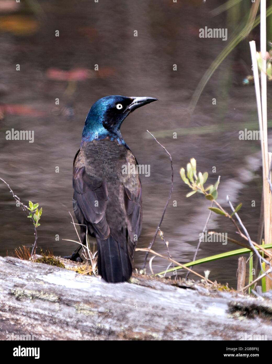 Grackle bird close-up profile view by the water displaying feathers ...