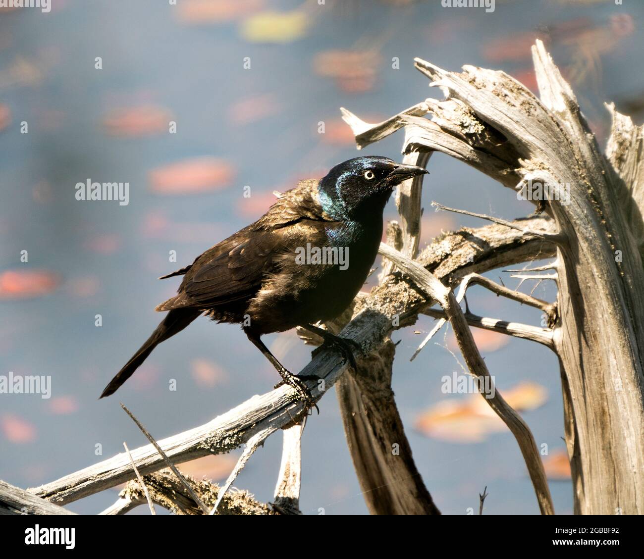 Common Grackle bird close-up profile view perched by the water ...